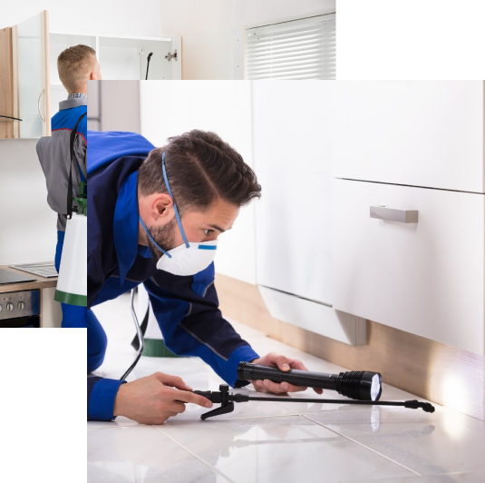 Local Pest control - Australia